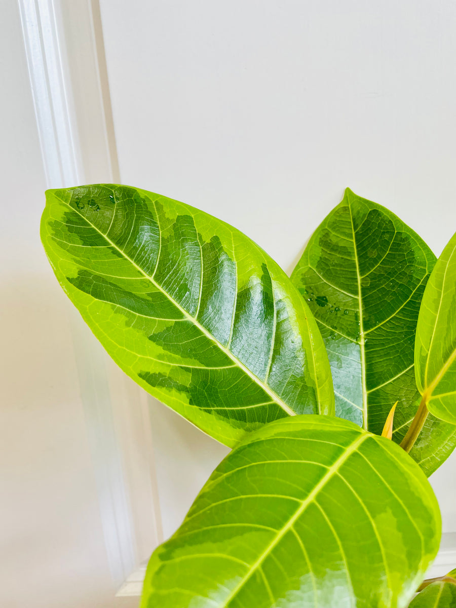 Ficus Altissima Golden Gem – Happy Sunrize